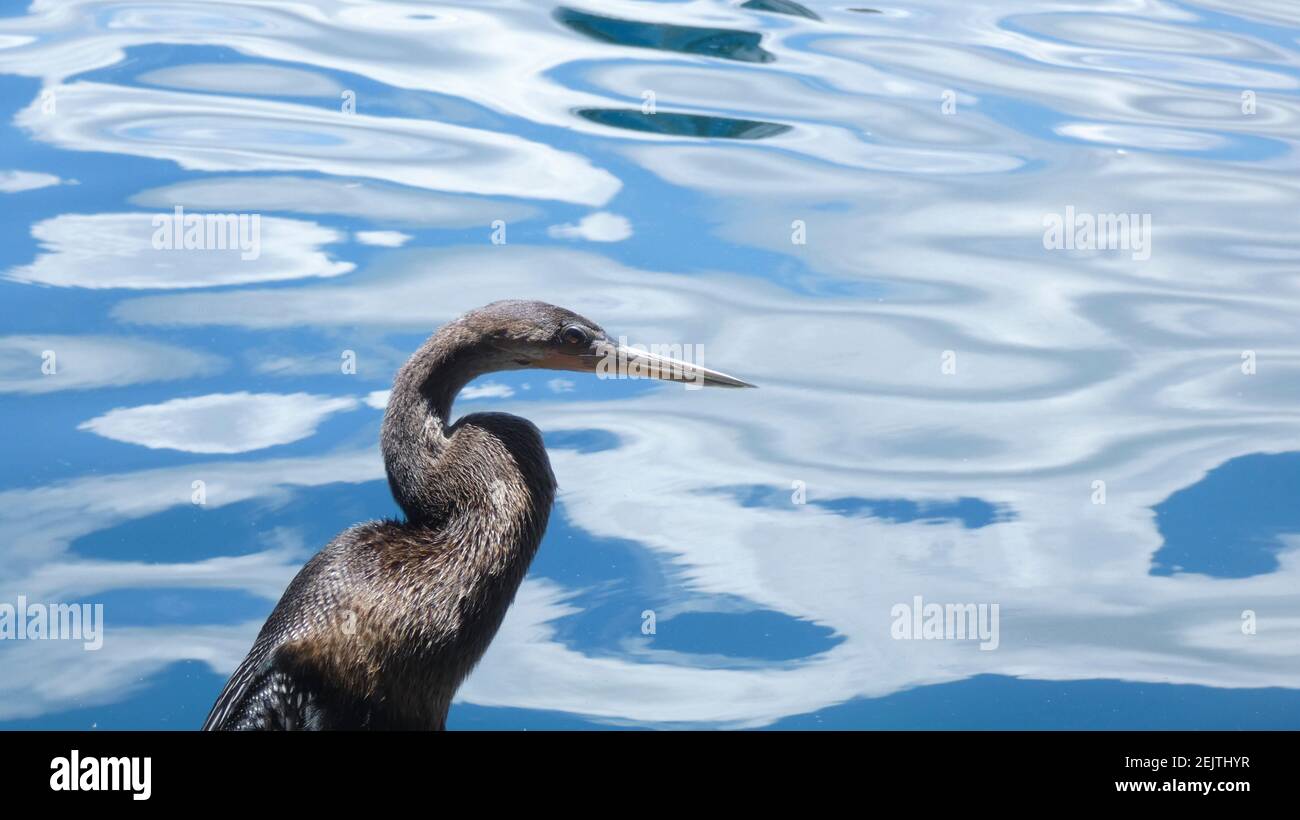 Great blue heron bird on the blue lake picture image Stock Photo - Alamy