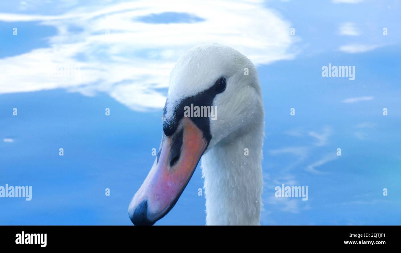 White Swan head close up on Lake Eola Park Orlando Florida Picture ...