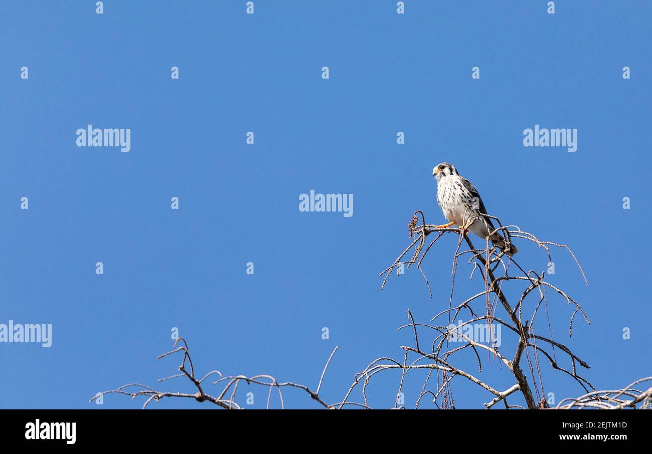 Southeastern american kestrel hi-res stock photography and images - Alamy