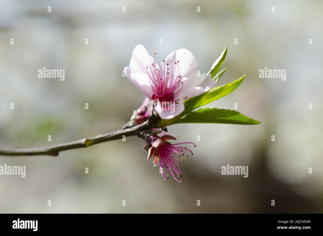 Flowers on a tree are in full blossom as spring comes in Kunming city ...