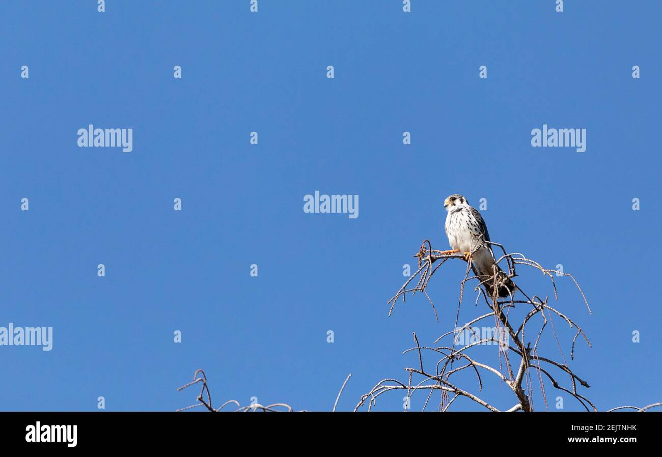 Southeastern american kestrel hi-res stock photography and images - Alamy