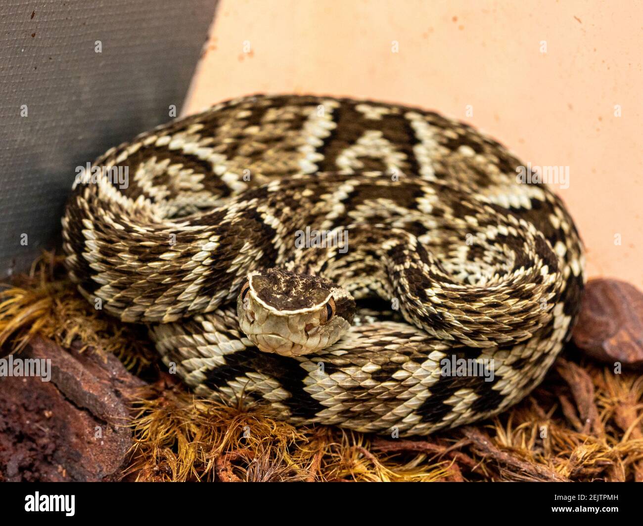 Jararaca Snake (Bothrops Jararaca) . Poisonous brazilian snake Stock ...