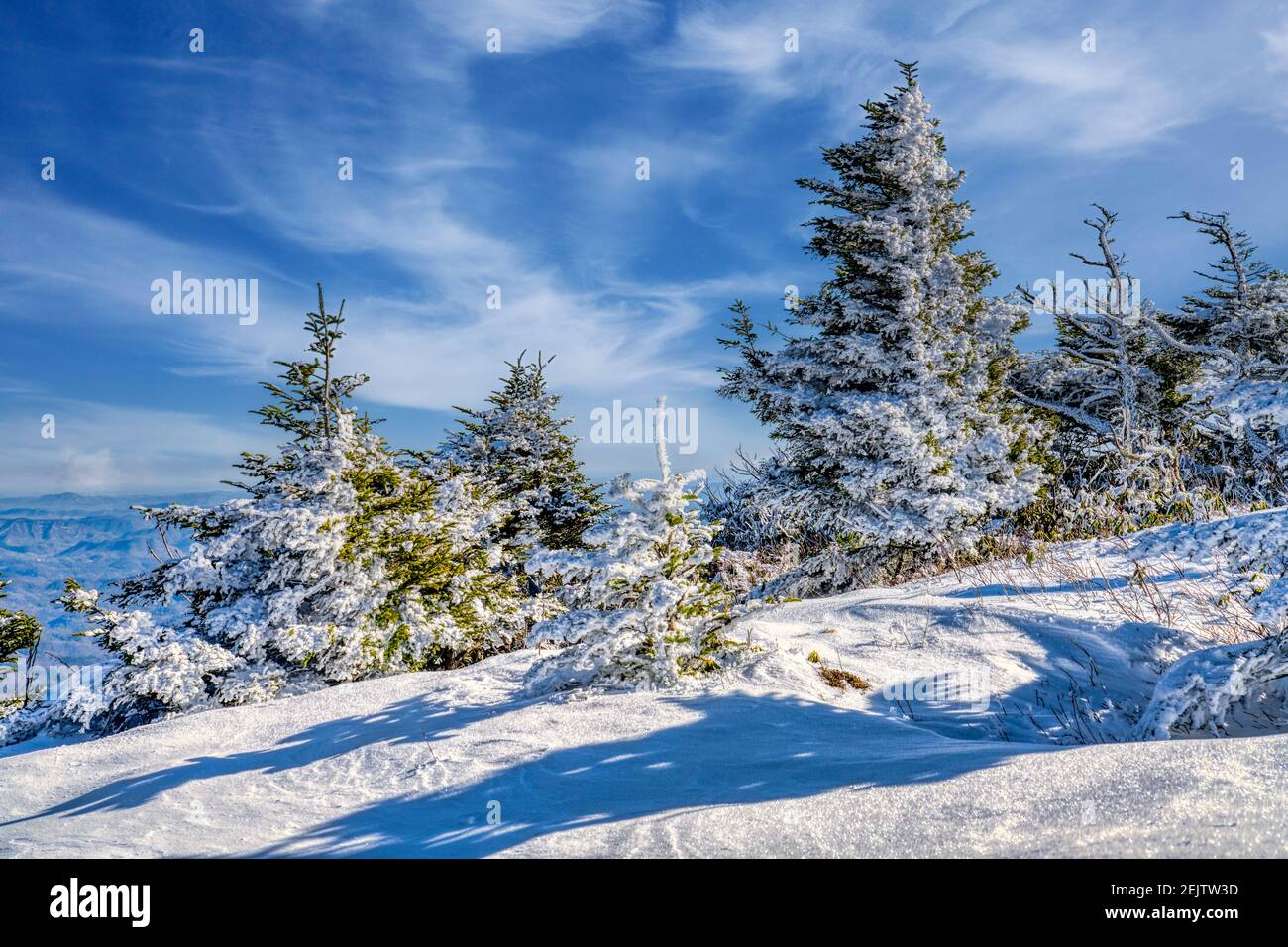 The snow and evergreens covered summit of Grandfather Mountain looking ...