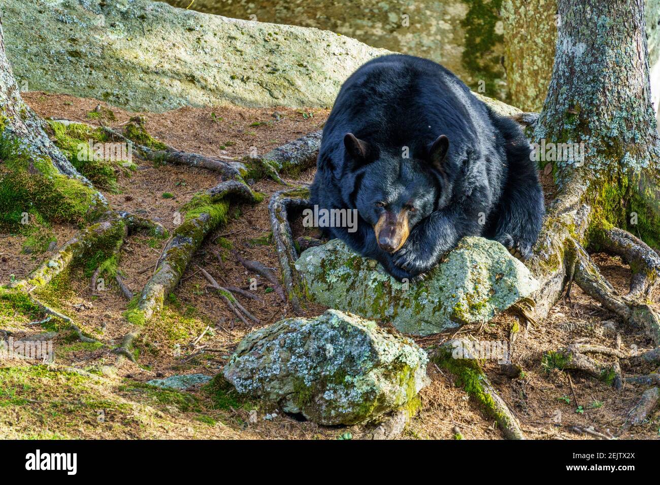 An American Black Bear resting on boulders at Grandfather Mountain ...