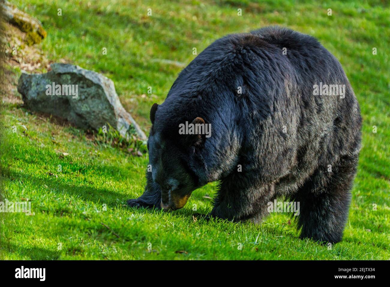 An American Black Bear roots in the grass for insects at Grandfather ...