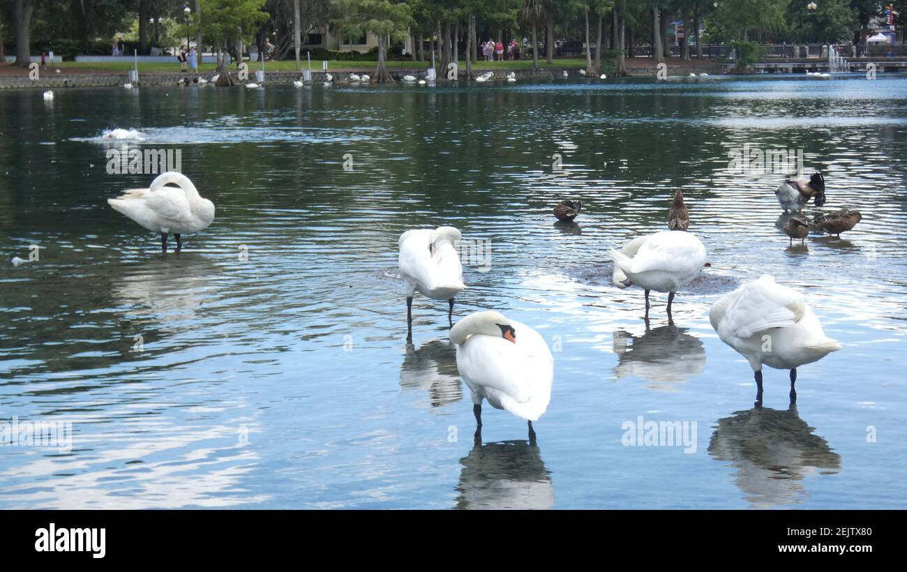 White Swans relaxing on Lake Eola Park Orlando Florida Picture Image ...