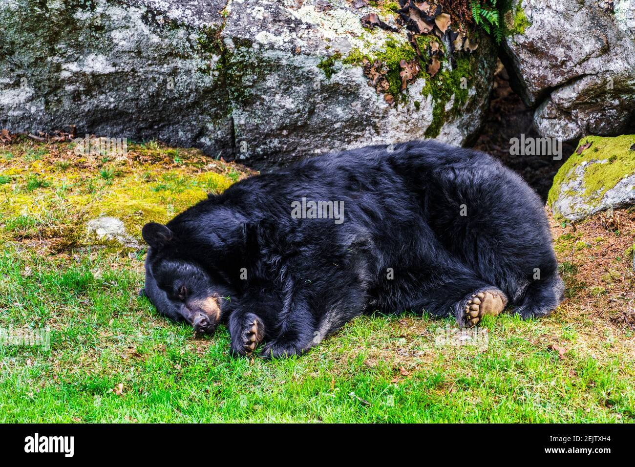 Blue ridge mountains black bear hi-res stock photography and images - Alamy