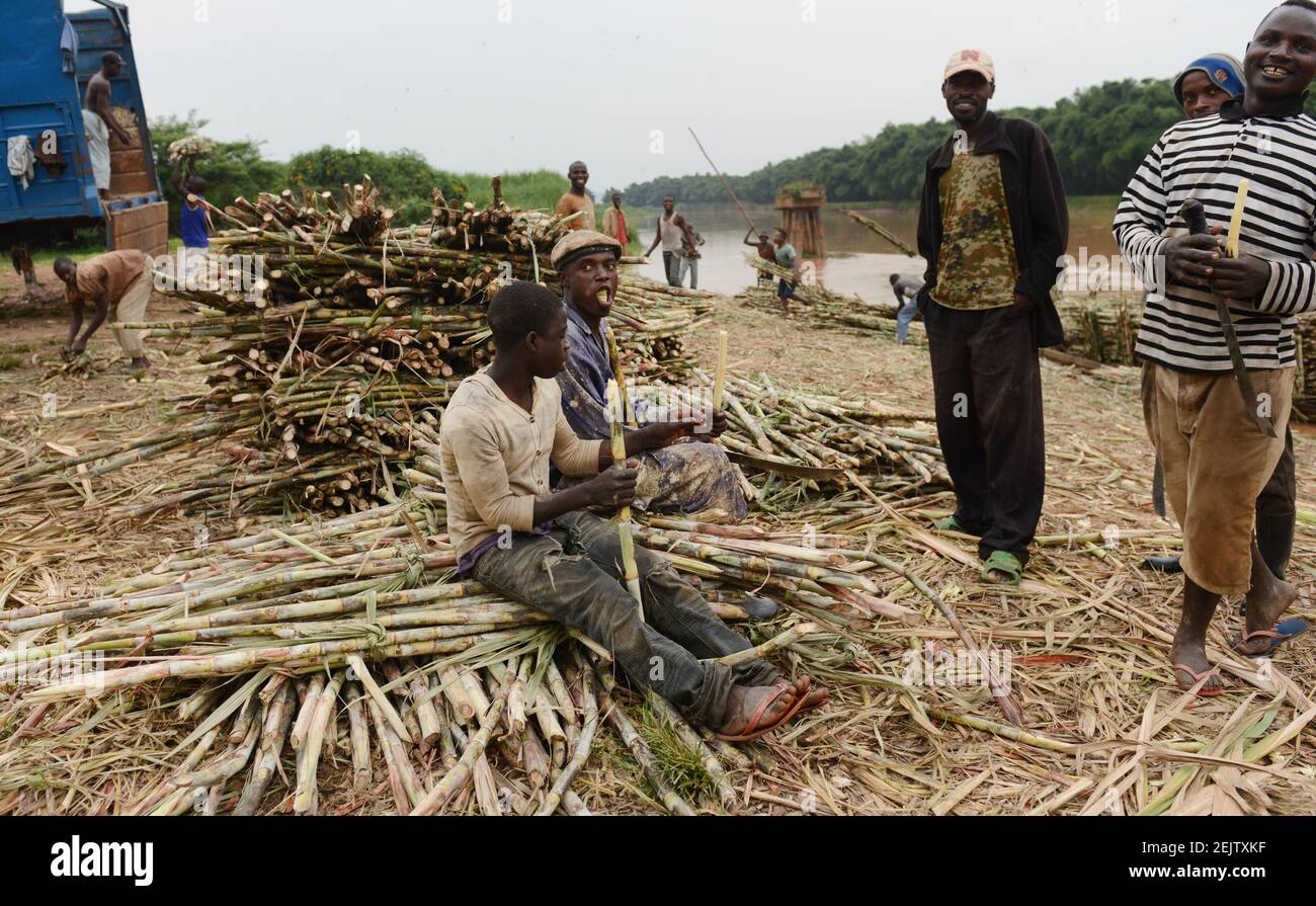 Transporting sugarcane in hi-res stock photography and images - Alamy
