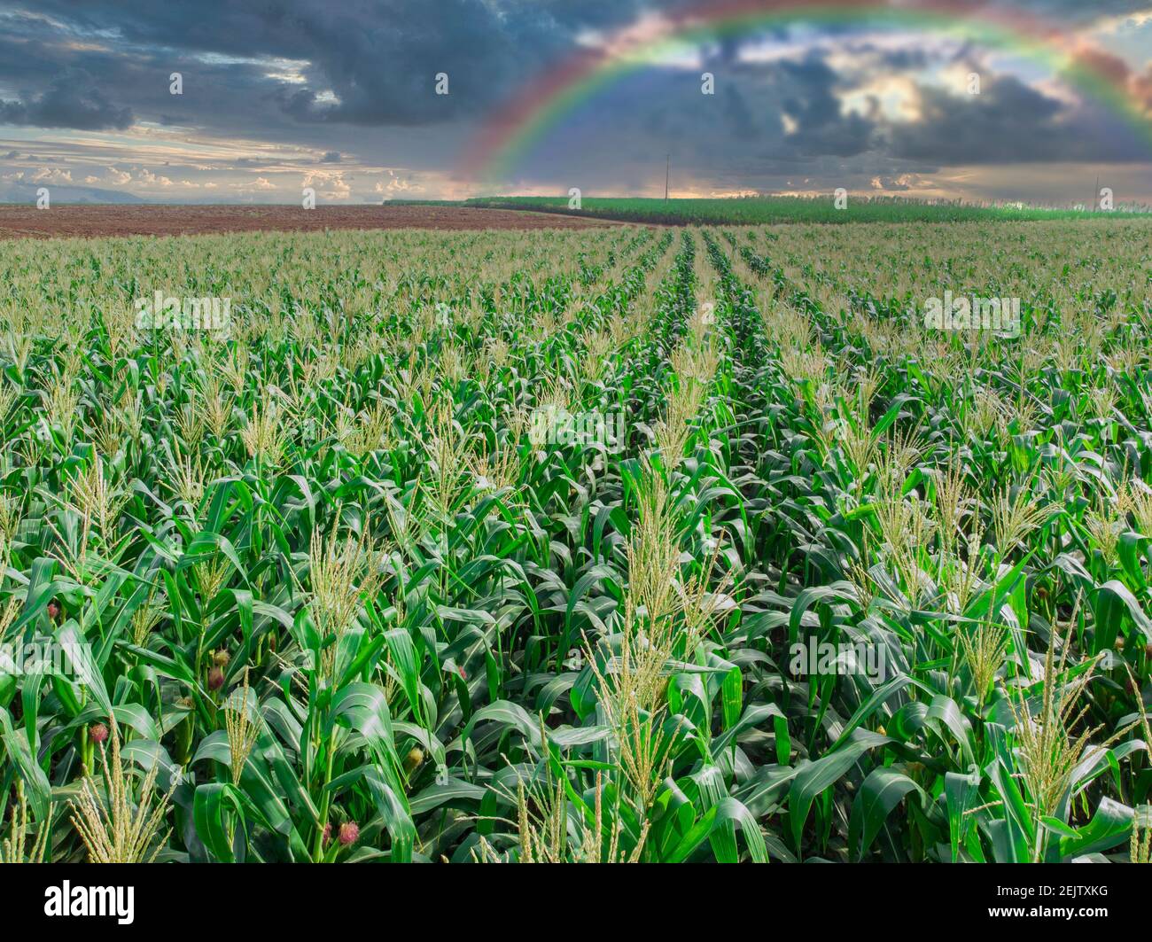 Green Maize Corn Field Plantation In Summer Agricultural Season. Flight ...