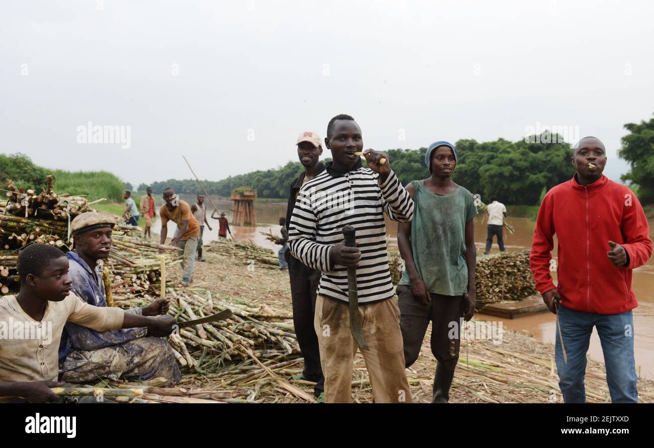 Transporting sugarcane in hi-res stock photography and images - Alamy