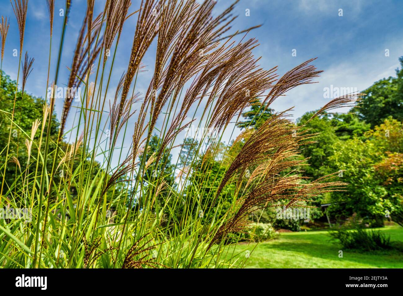 Tall native grasses growing at the Daniel Boone Gardens in Boone, North ...