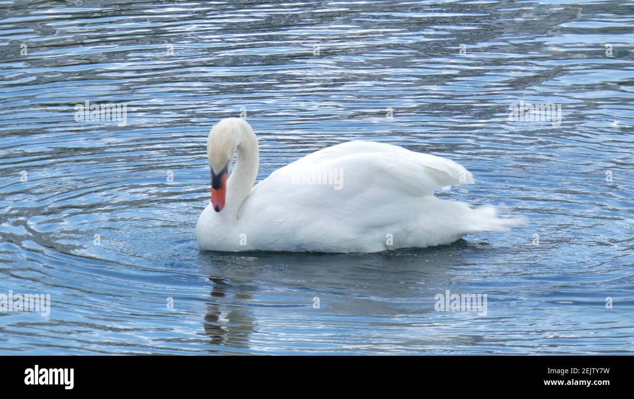 White Swan swimming on Lake Eola Park Orlando Florida Picture Image ...
