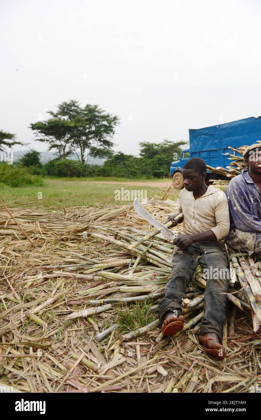 Rwandans sugarcane workers in Bugesera District, Rwanda Stock Photo - Alamy