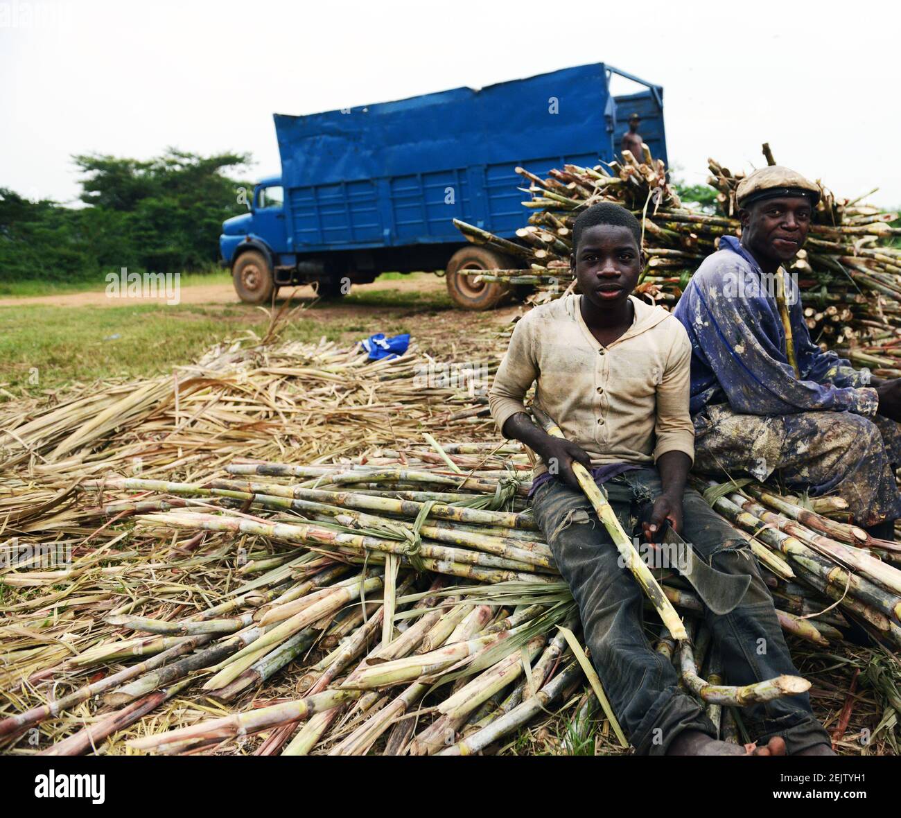 African sugarcane hi-res stock photography and images - Alamy