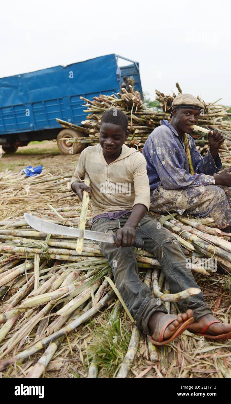 African sugarcane hi-res stock photography and images - Alamy