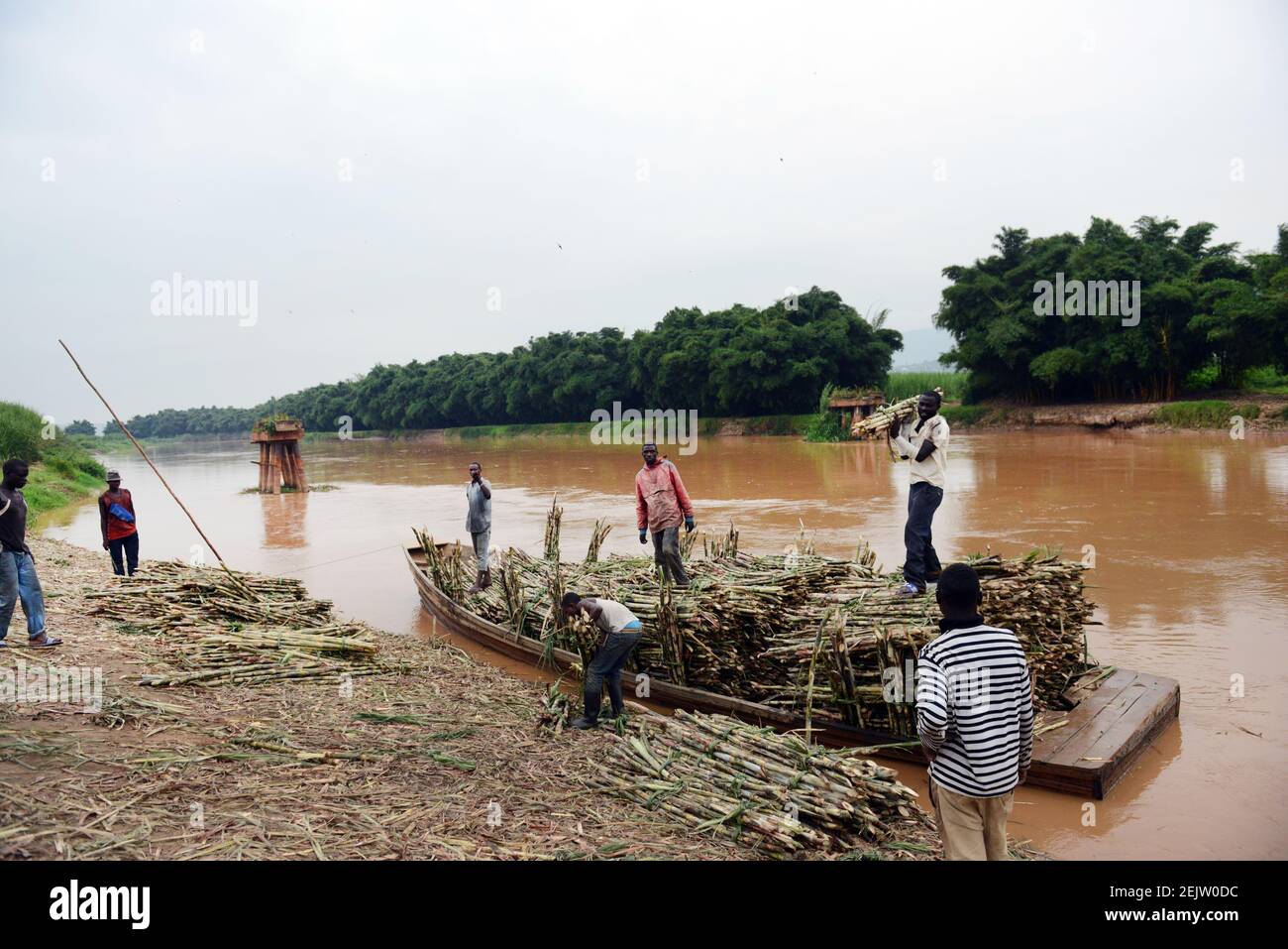 Rwandans sugarcane workers in Bugesera District, Rwanda Stock Photo - Alamy
