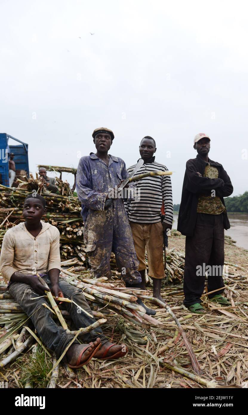 Rwandans sugarcane workers in Bugesera District, Rwanda Stock Photo - Alamy