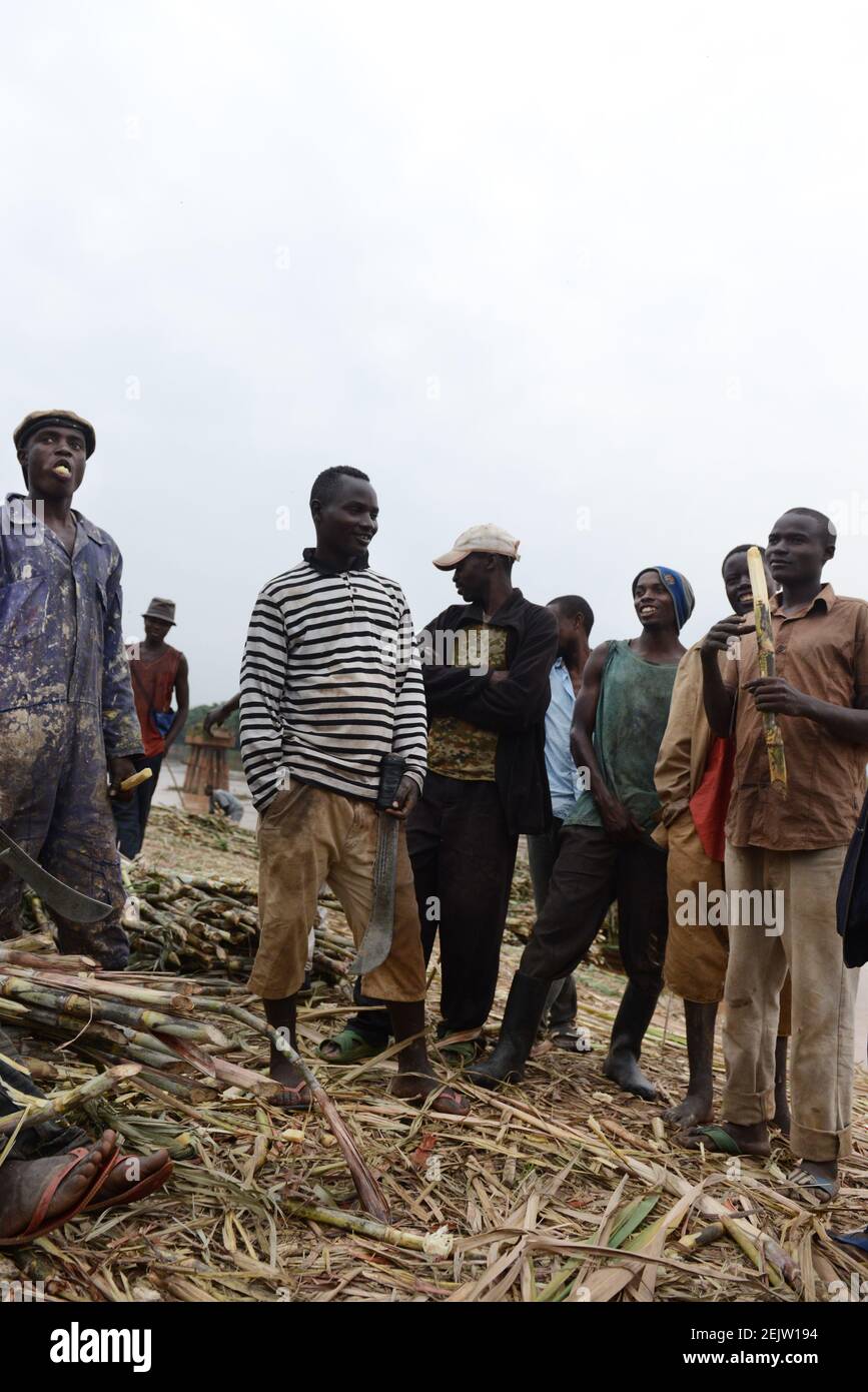 Rwandans sugarcane workers in Bugesera District, Rwanda Stock Photo - Alamy