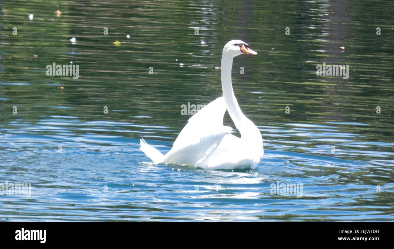 White Swan swimming on Lake Eola Park Orlando Florida Picture Image ...