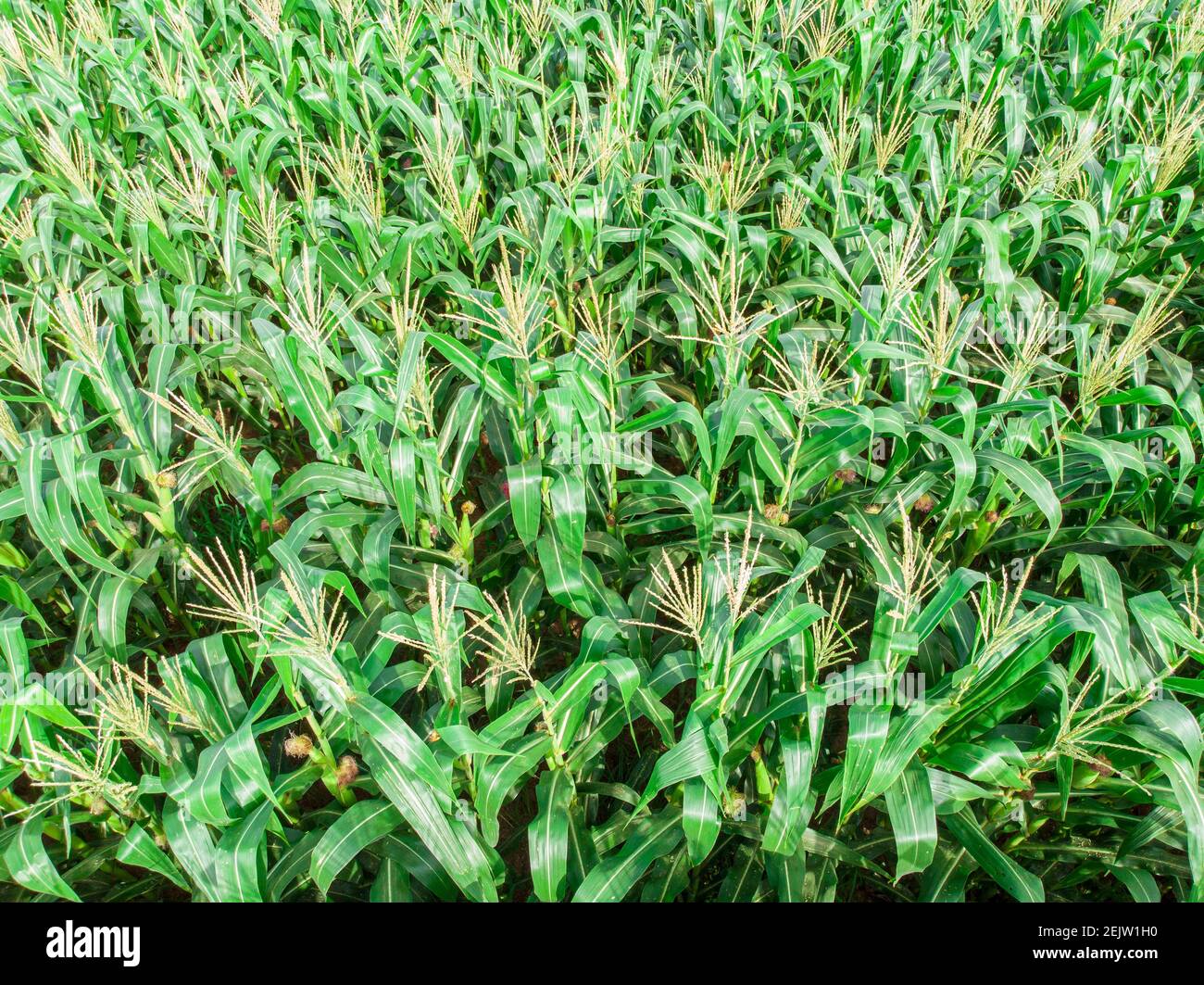 Green Maize Corn Field Plantation In Summer Agricultural Season Stock ...