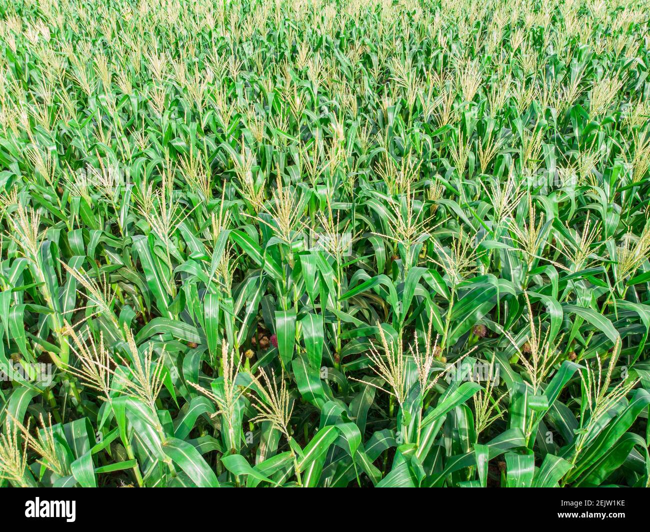 Green Maize Corn Field Plantation In Summer Agricultural Season Stock Photo - Alamy