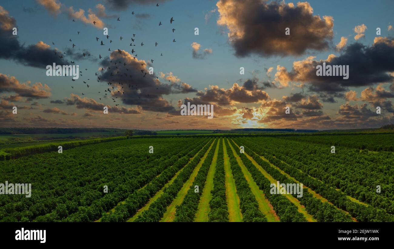 Aerial views over top of rows of orange trees in plantation in sunset ...