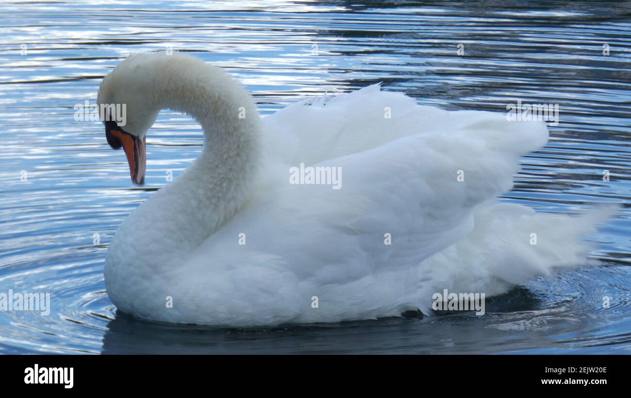 White Swan swimming on Lake Eola Park Orlando Florida Picture Image ...
