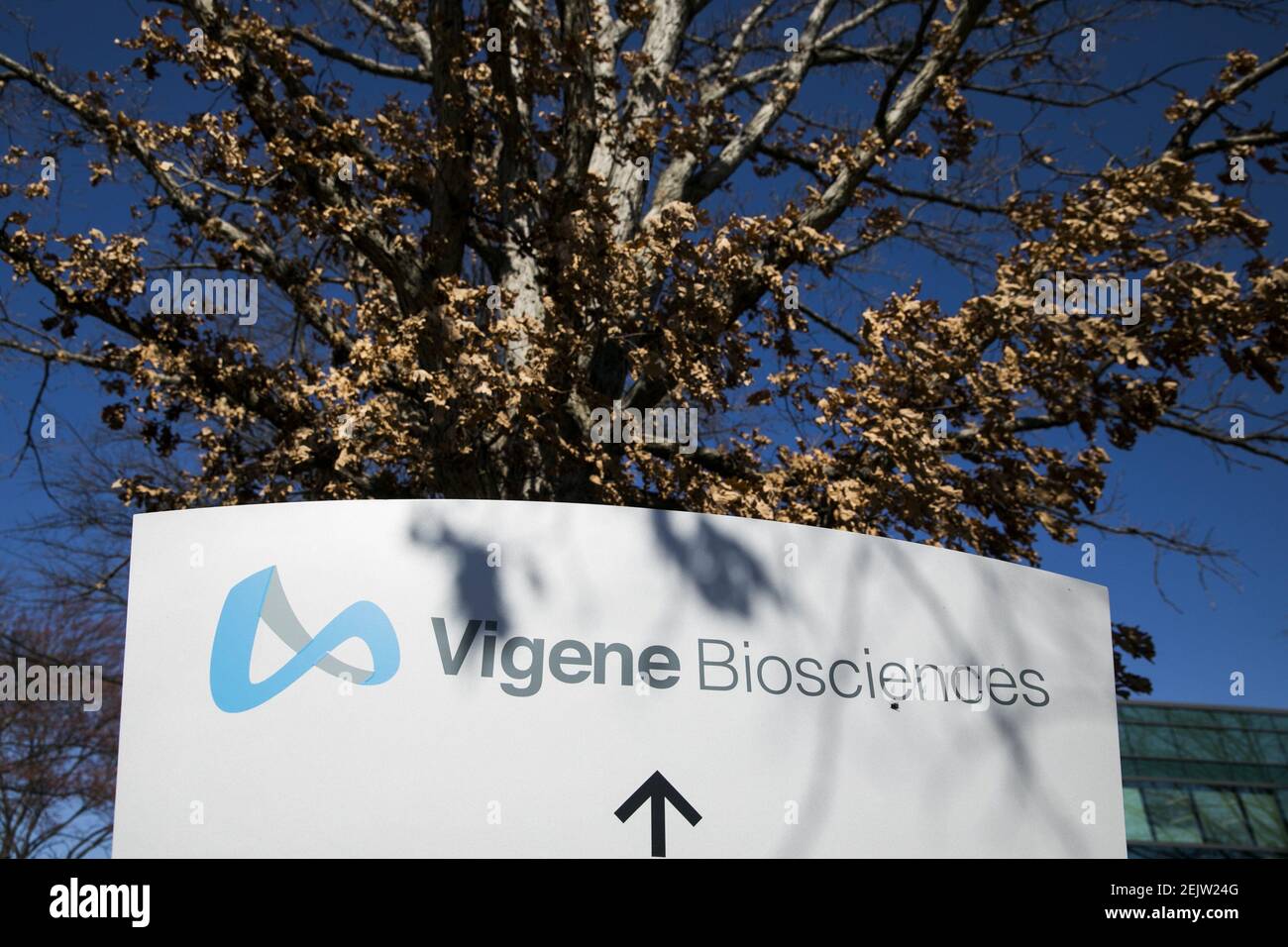 A logo sign outside of the headquarters of Vigene Biosciences in ...