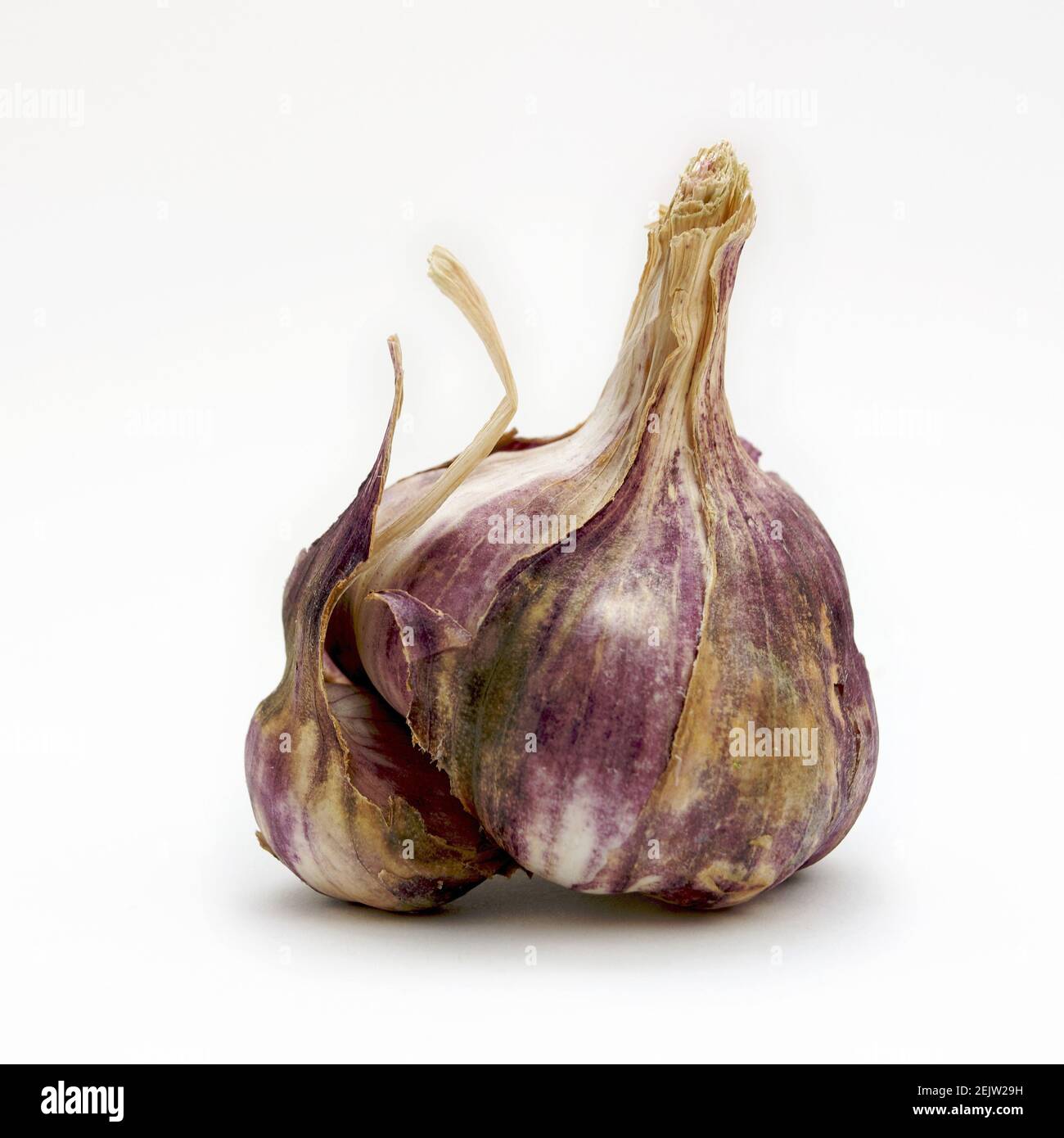 Closeup shot of a splitting garlic bulb isolated on the white ...