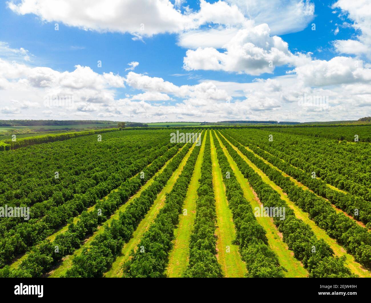 Aerial views over top of rows of orange trees in plantation Stock Photo ...