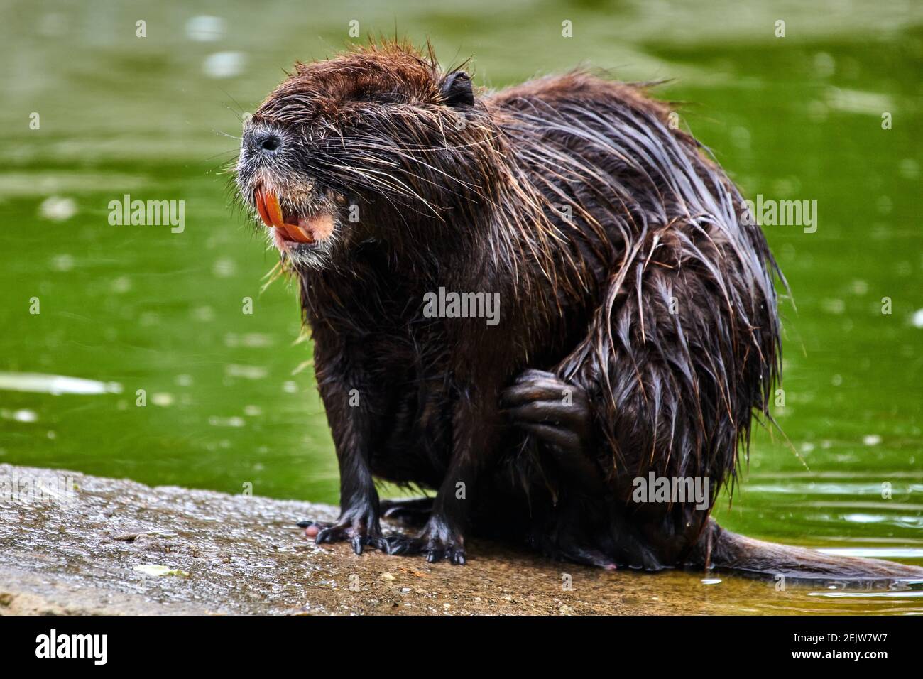 Castor fiber isolated hi-res stock photography and images - Alamy