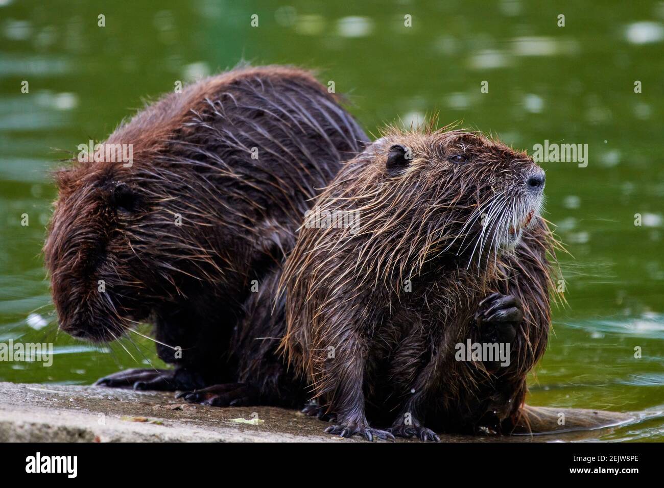 Castor fiber isolated hi-res stock photography and images - Alamy