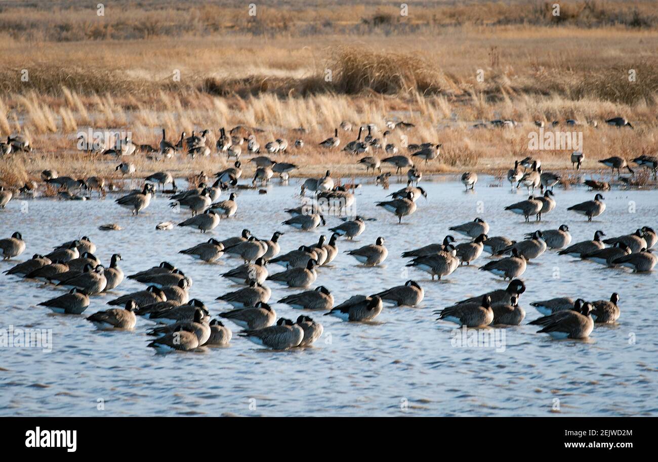 March 14, 2020: Thousands of ducks and geese join Sandhill Cranes along ...