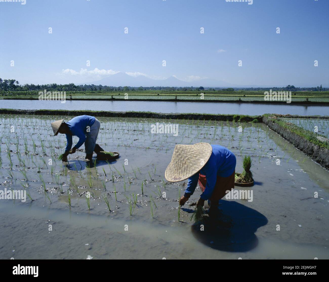 Asia Indonesia, Bali, Indonesian farmers planting rice seedlings Stock ...