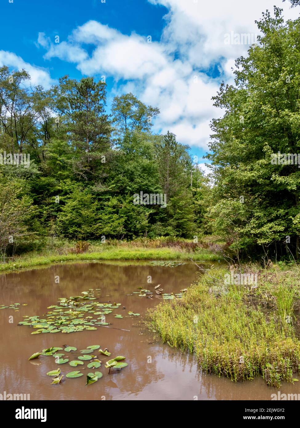 Buzzards swamp hi-res stock photography and images - Alamy