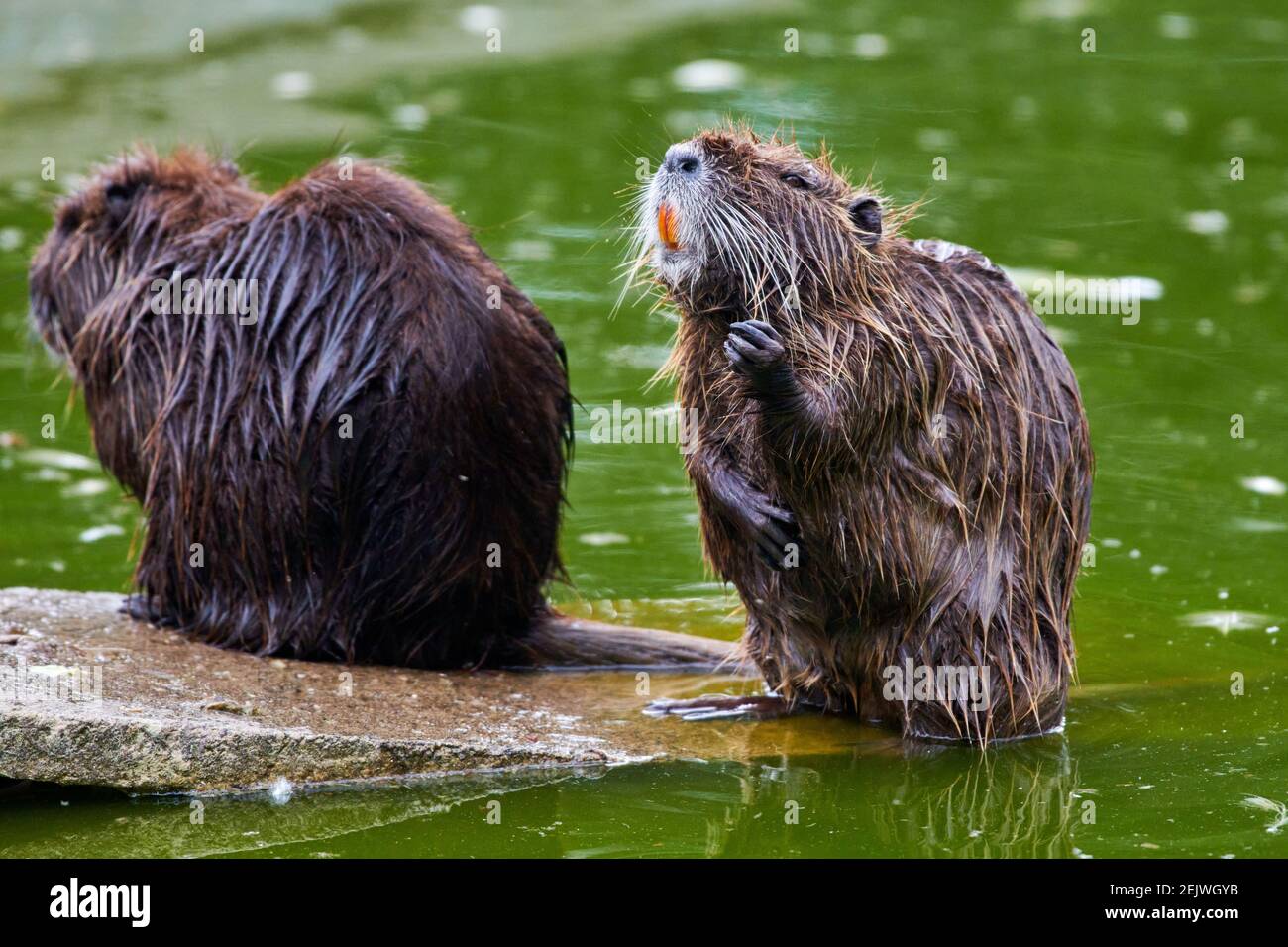 Castor fiber isolated hi-res stock photography and images - Alamy