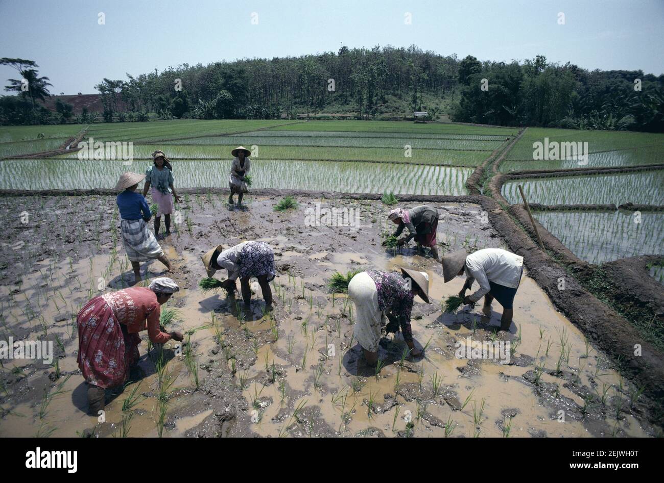 Asia Indonesia, Bali,group of Indonesian farmers planting rice ...