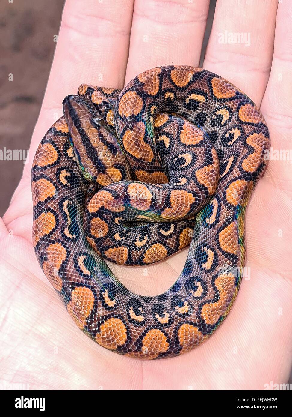 Epicrates cenchria is a boa species endemic to Central and South ...