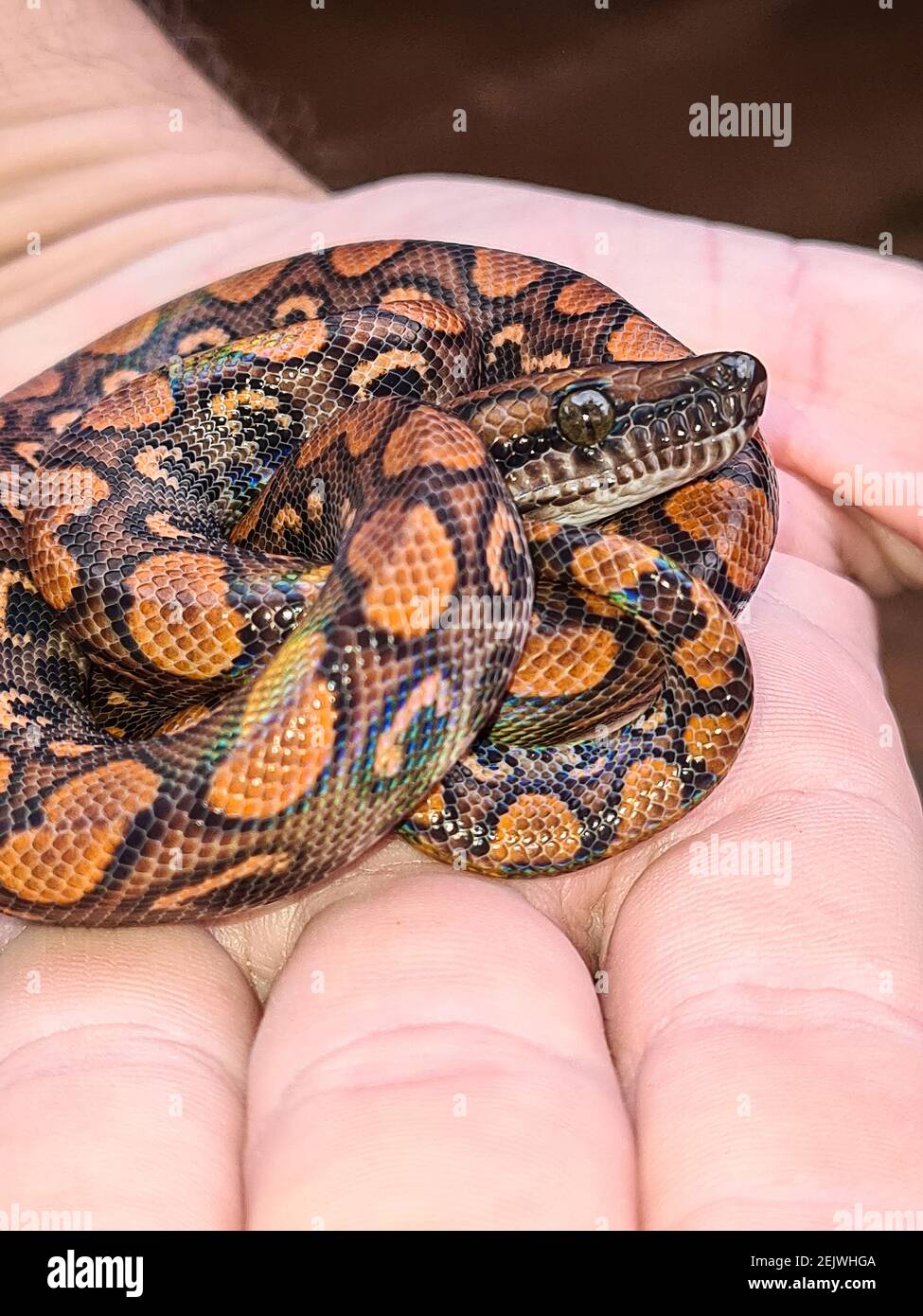 Epicrates cenchria is a boa species endemic to Central and South ...