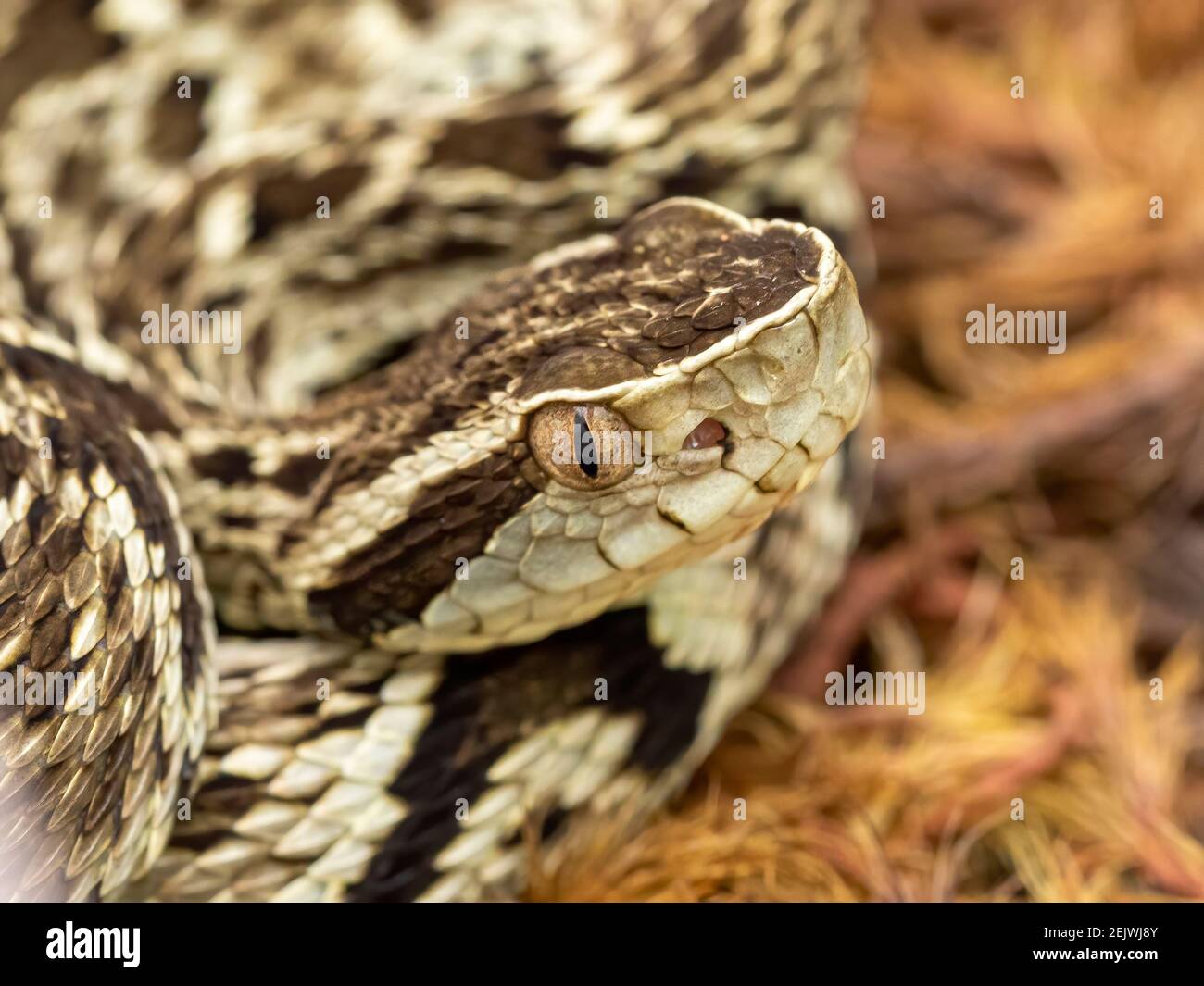 Jararaca Snake (Bothrops Jararaca) . Poisonous brazilian snake Stock ...