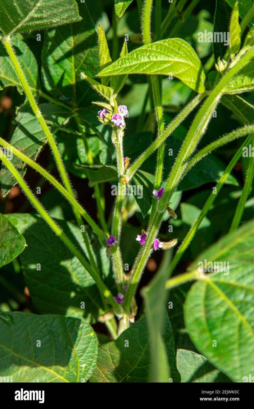 Soybean tree with flower in plantation Stock Photo - Alamy