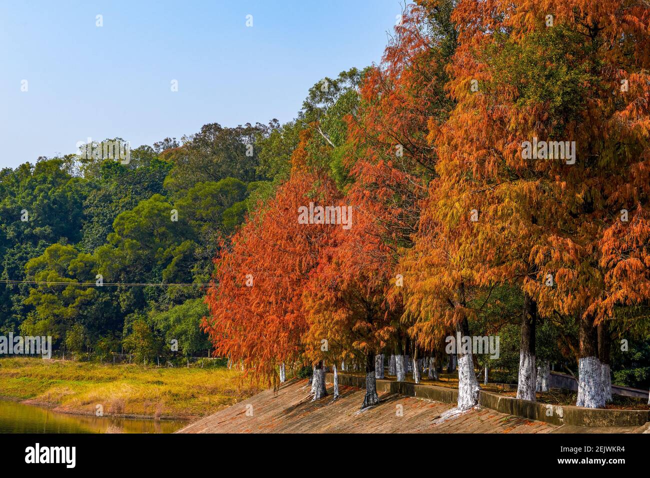 Red maple tree forest by the water in autumn, autumn scenery Stock ...