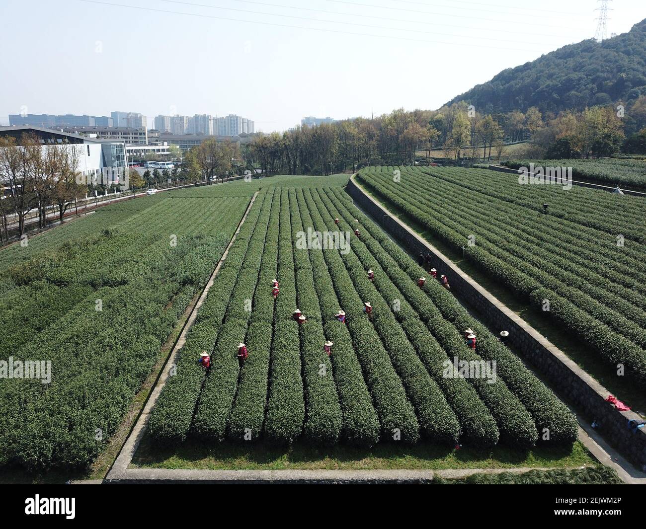 An aerial view of Tea farmers harvesting renowned West Lake Longjing ...