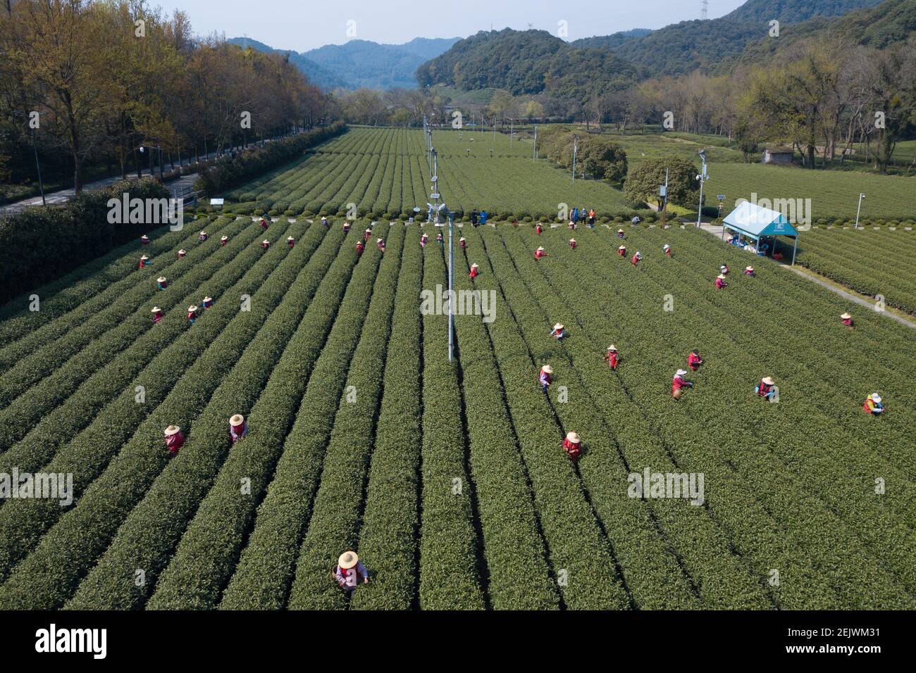 An aerial view of Tea farmers harvesting renowned West Lake Longjing ...