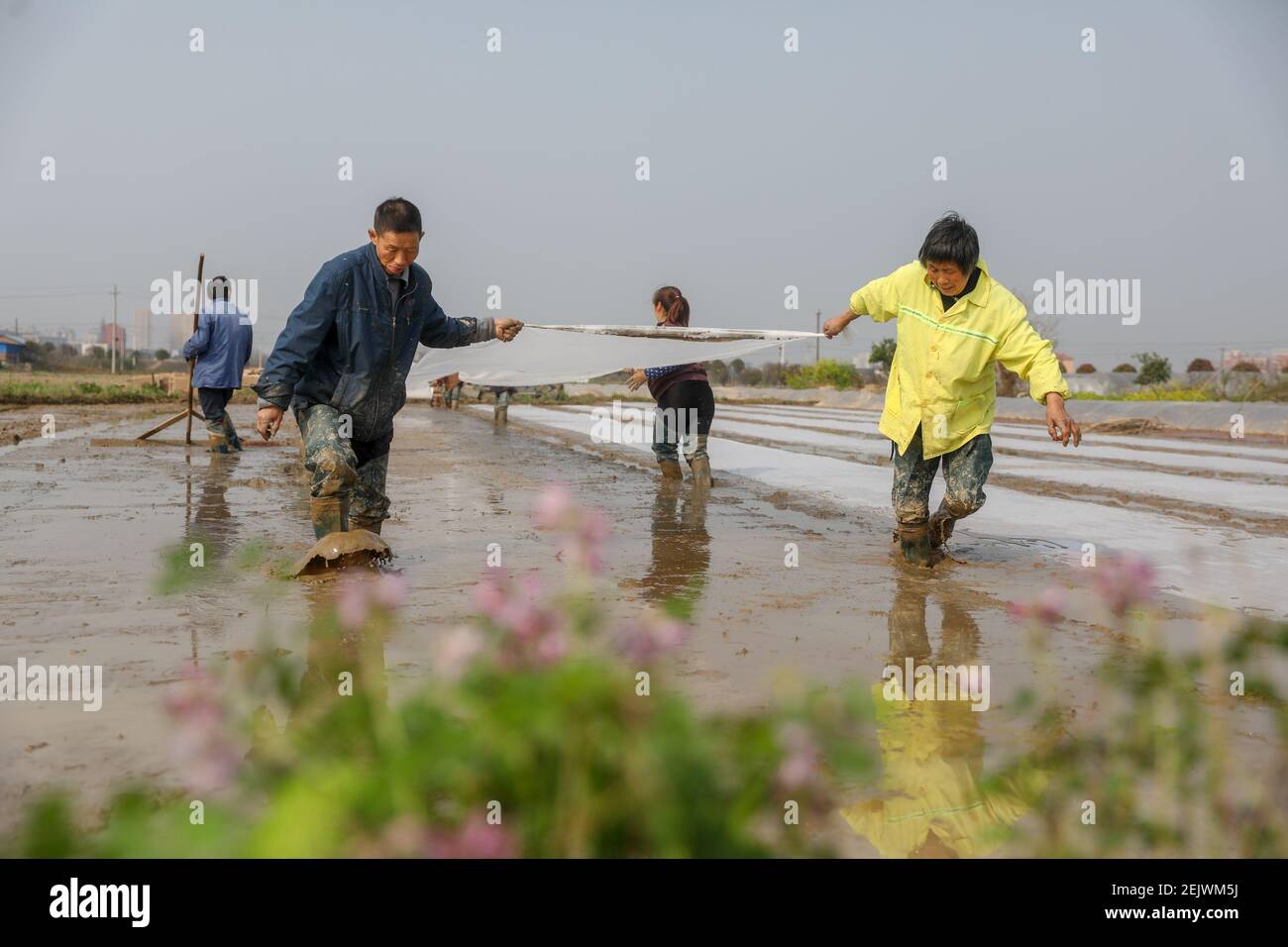Farmers work in the field to level the ground and sow as spring comes ...