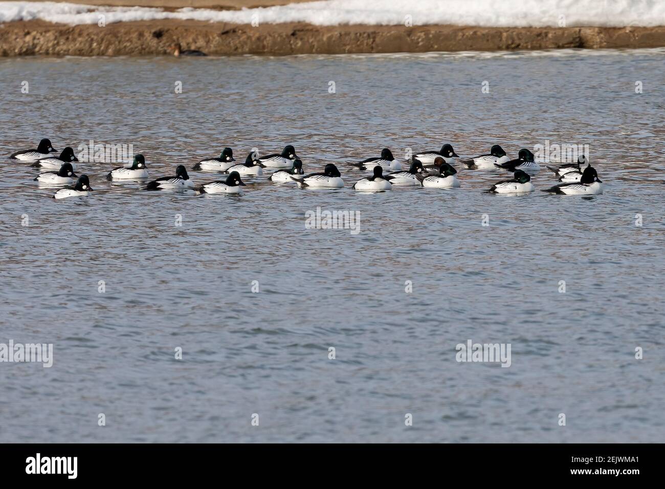 The common goldeneye (Bucephala clangula). Sea ducks during migration ...