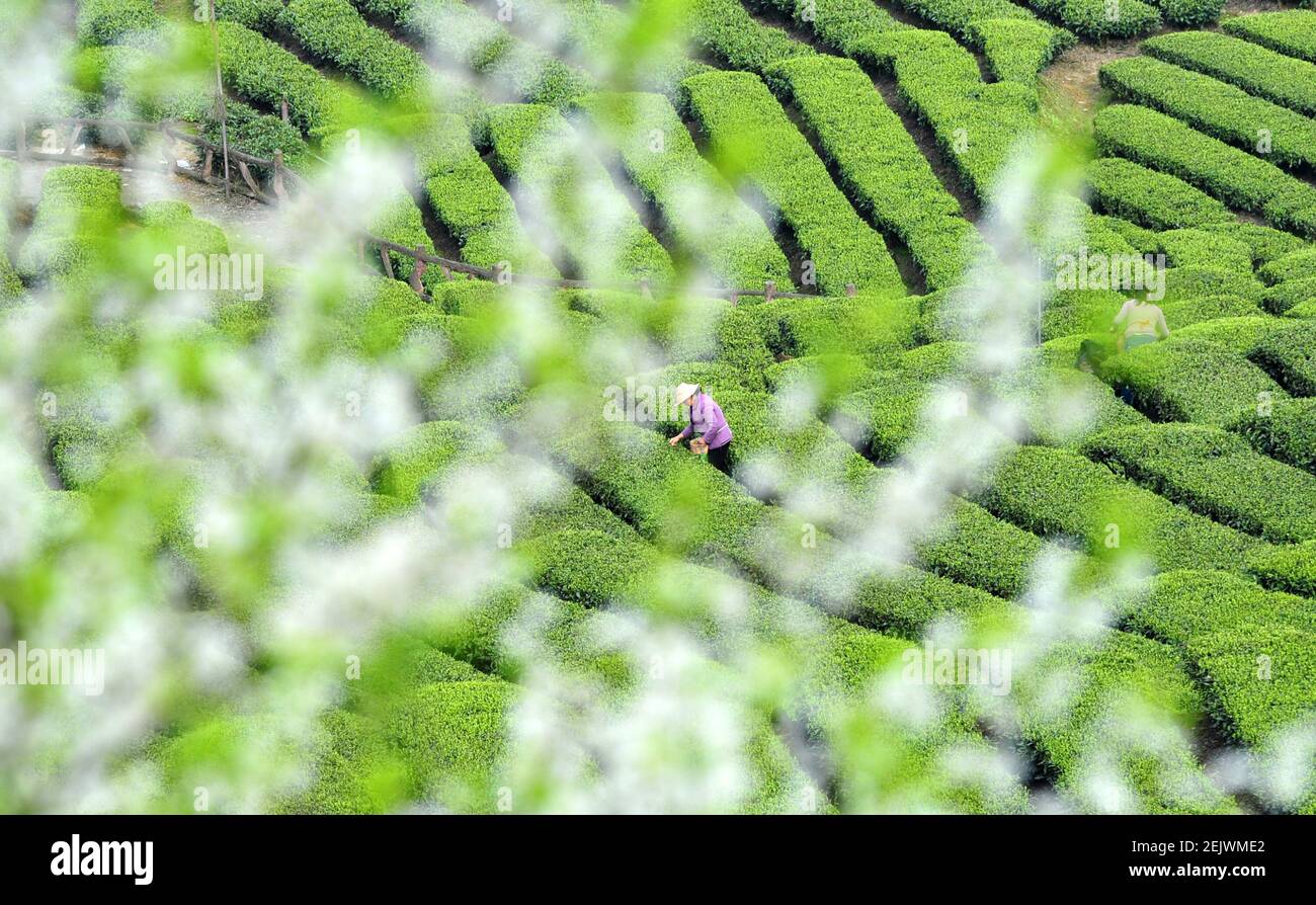 An aerial view of tea gardens and terraces in Yichang city, south China ...