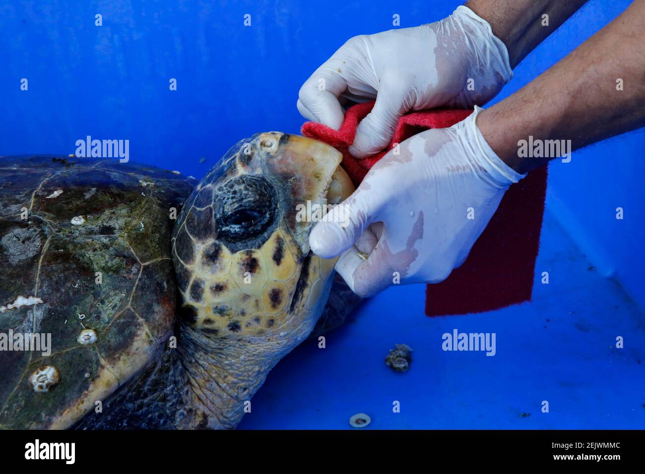 Death of wildlife hi-res stock photography and images - Alamy