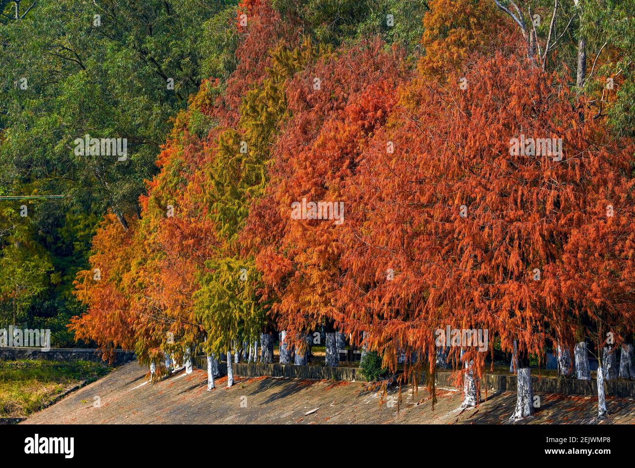 Red maple tree forest by the water in autumn, autumn scenery Stock ...