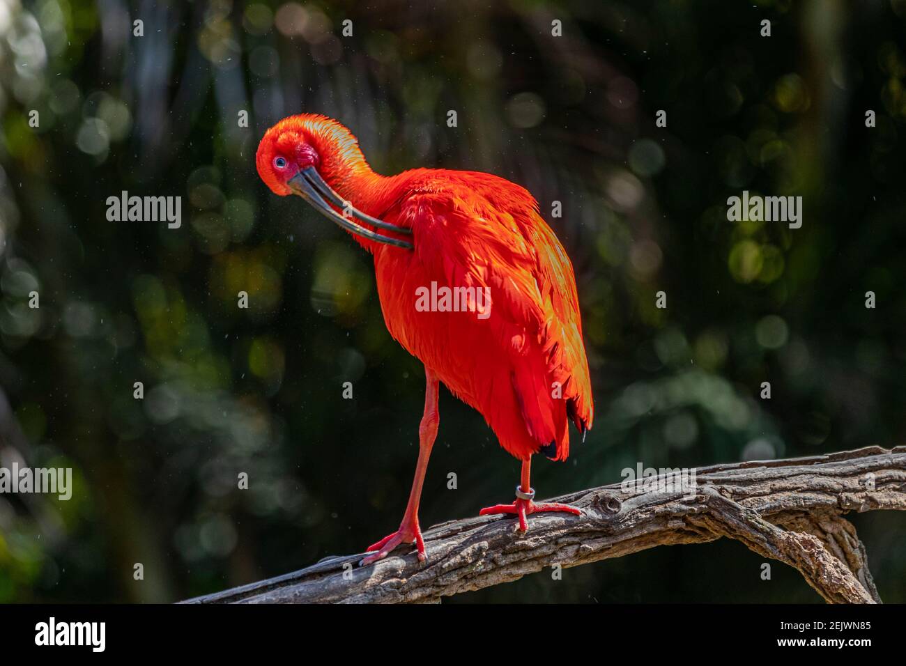 Scarlet Ibis or Eudocimus ruber red bird of the Threskiornithidae ...